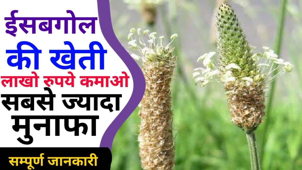 ईसबगोल की खेती। ईसबगोल की खेती कैसे करें। Esabgol। Isabgol ki kheti ...