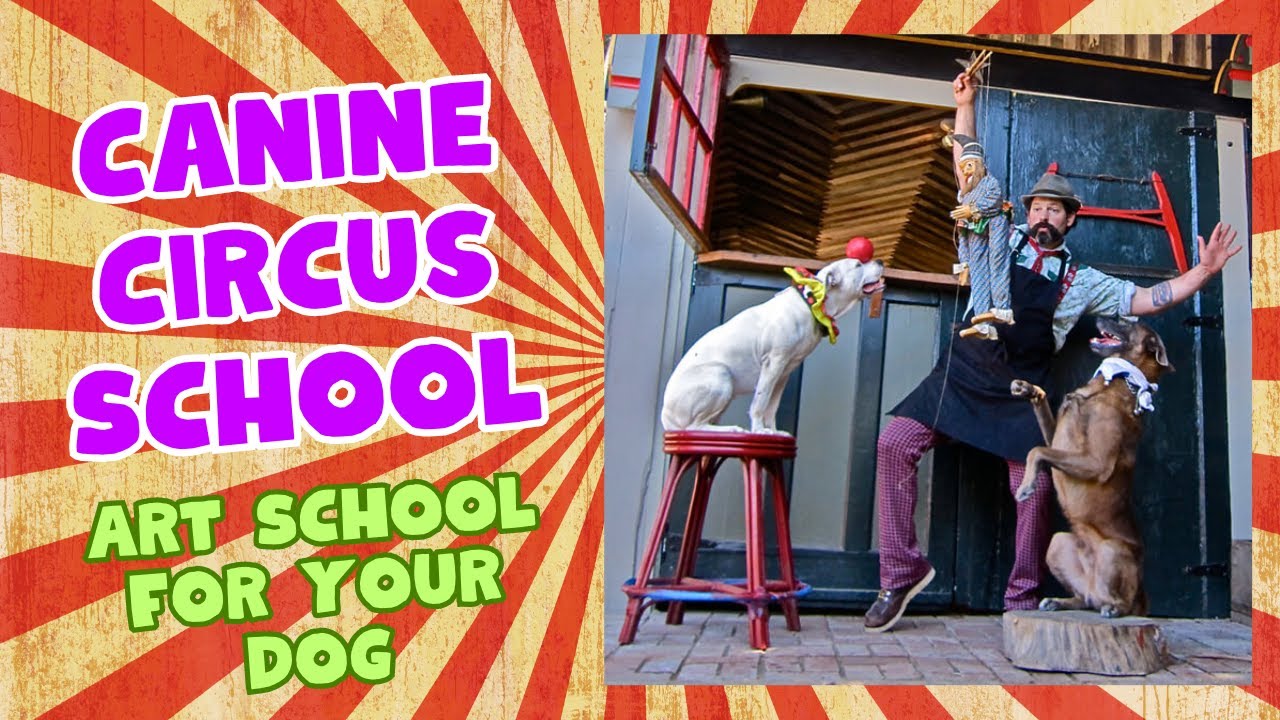 Canine Circus School With Francis Metcalf - YouTube