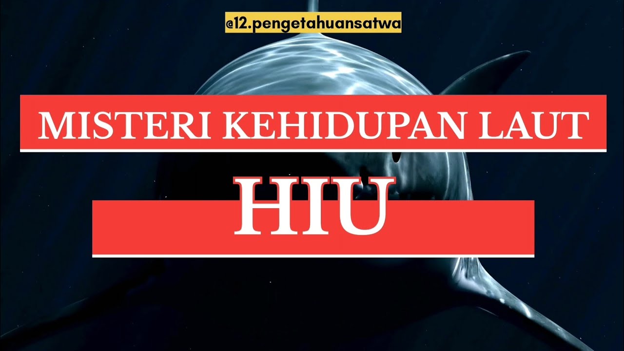 Misteri Kehidupan Laut : Hiu - YouTube