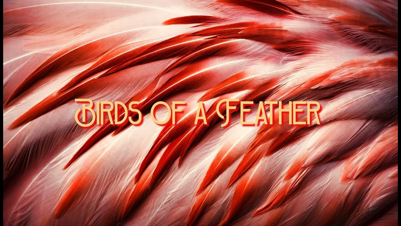 BIRDS OF A FEATHER (Official Music Video)🎧‪@SongSetX | English Song ...