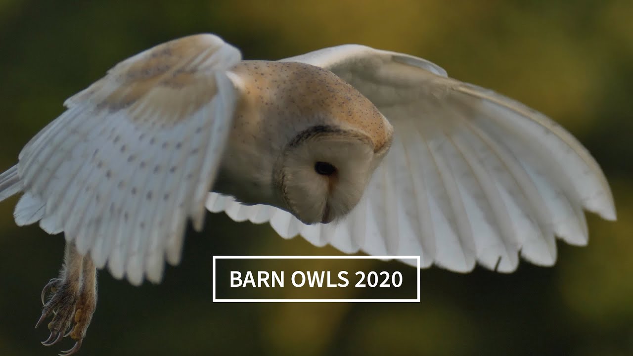 Barn owls 2020. Filmed on a GH5 using a Sigma 120-300. - YouTube