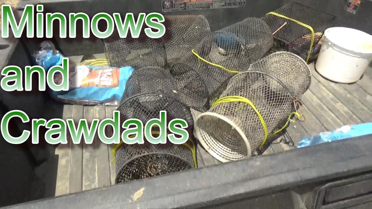 Minnow Trapping - YouTube