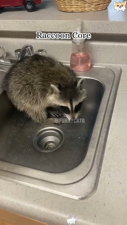 Raccoon core #foryou #funny #funnypets #cat #funnyanimals #dog #fyp #shorts - YouTube