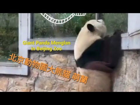[Homelife in Hong Kong] 北京動物園大熊貓 -萌蘭三太子太萌了 Giant Panda Menglan in ...