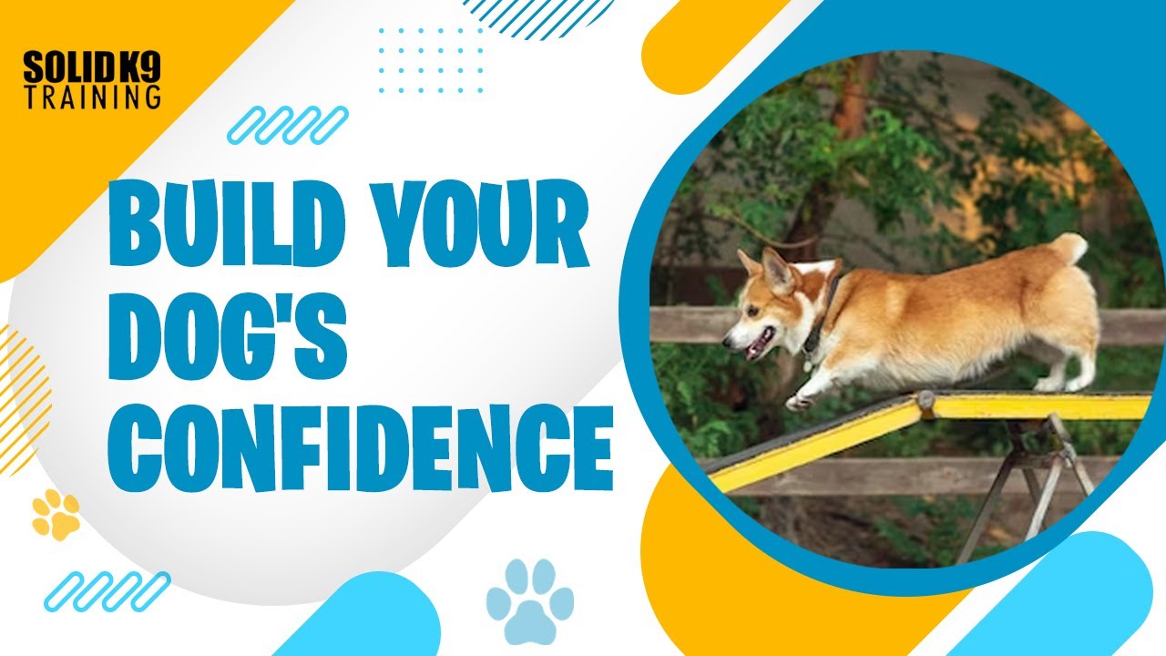 Most Effective Ways to Build Your Dog Confidence - YouTube