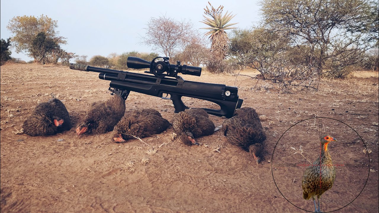 HUBEN K1 .22 CAL PCP AIRGUN HUNTING | BOTSWANA | SWAINSON SPURFOWL ...