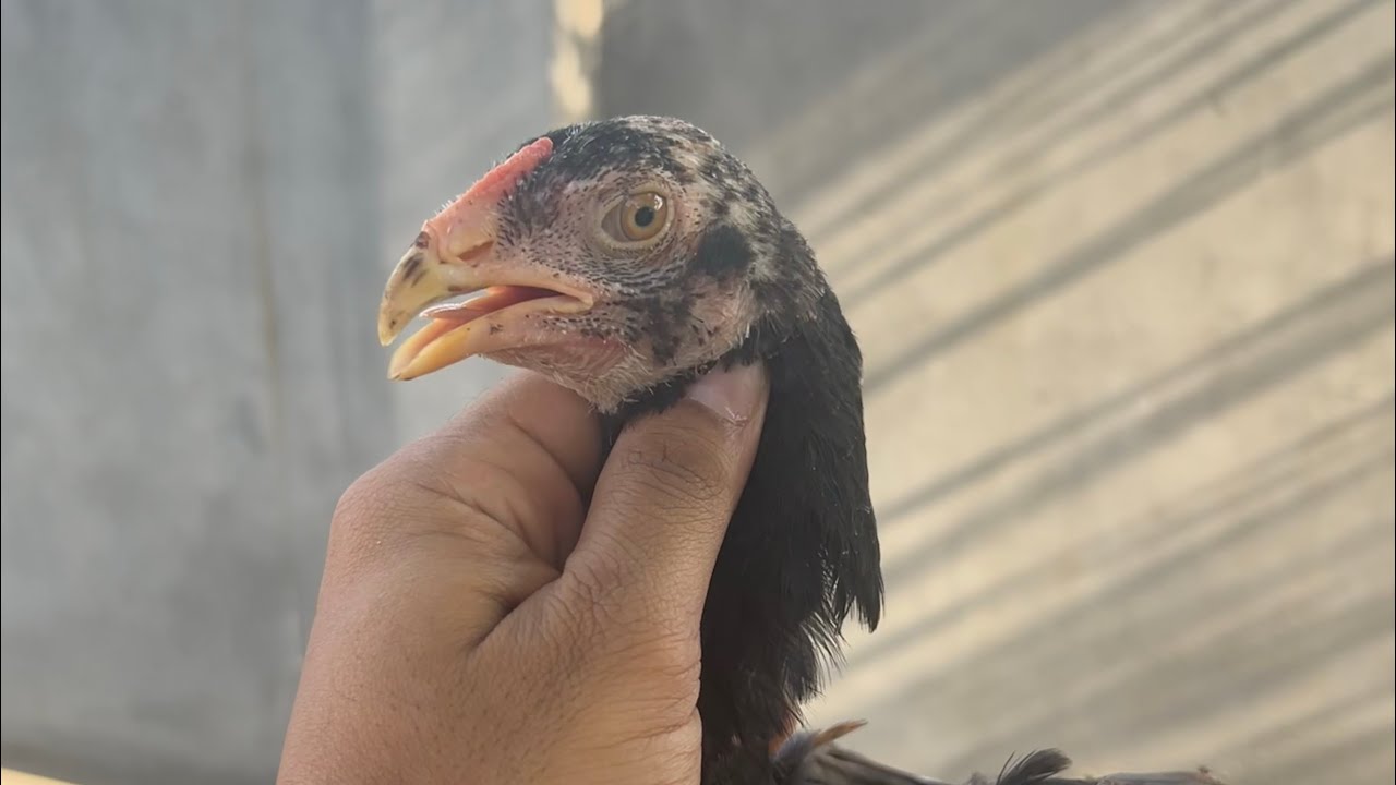 O Shamo Male chick 3 months old #aseel #murga #shamo #oshamo #gamefowl ...