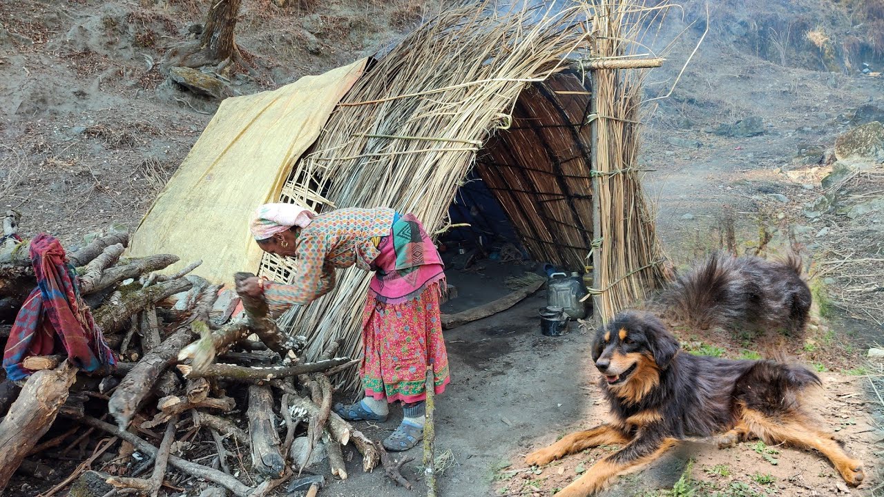 Nomadic shepherd life of himalayan nepal || himalayan shepherds life ...