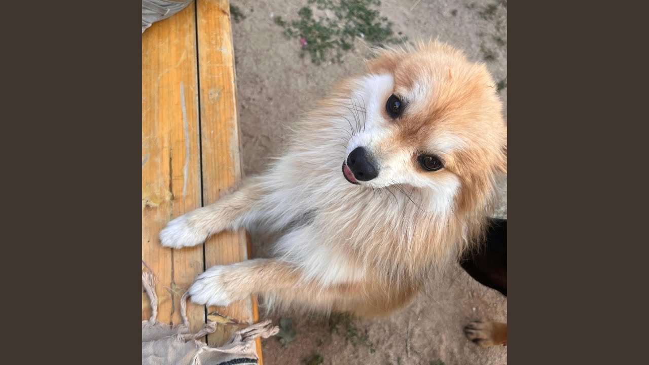 kleiner Fuchs, digga (c) (Long Version) - YouTube