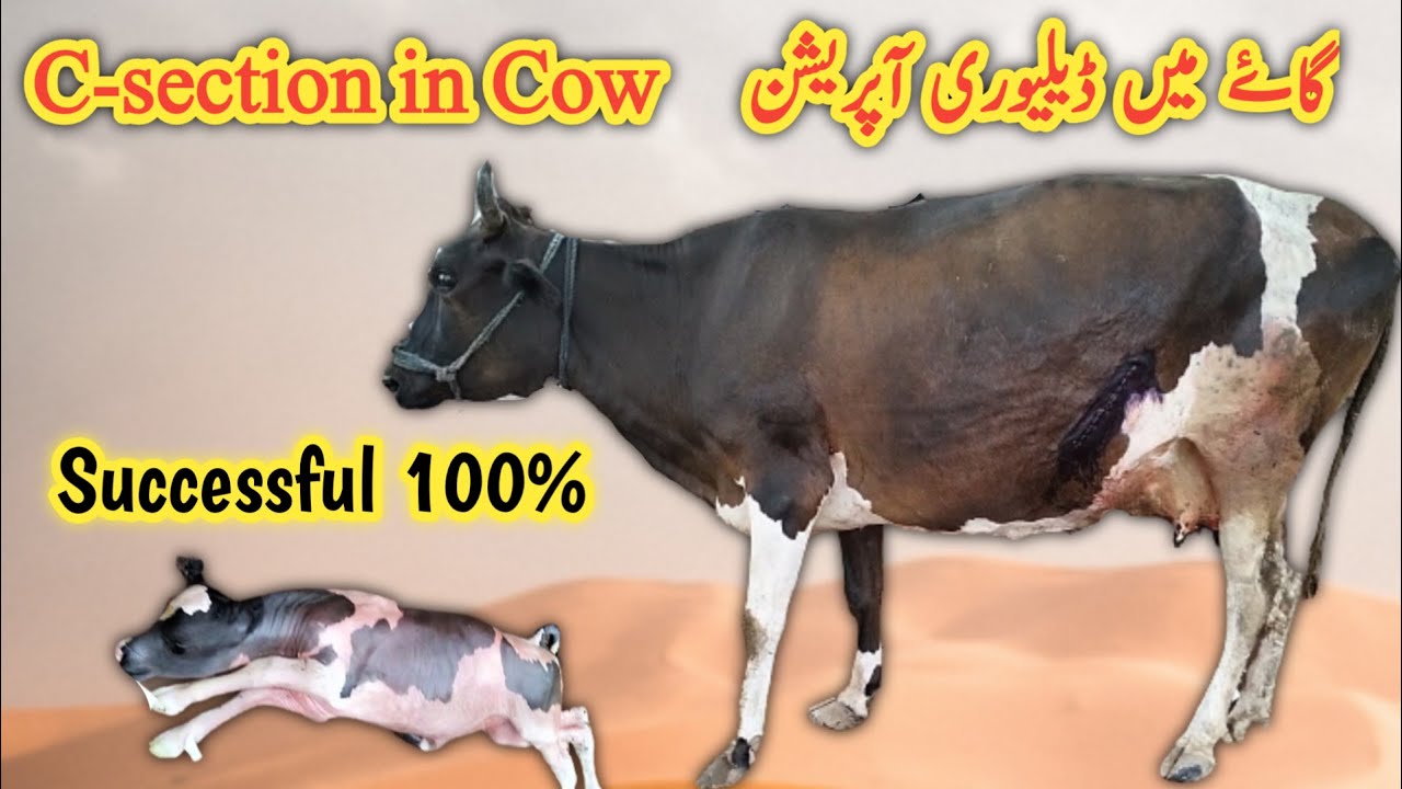 C Section in Cow | Delivery Operation in Cow | Dr Mohsin - YouTube