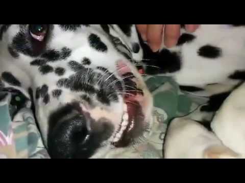 Dálmata gruñendo / Dalmatian growling - YouTube