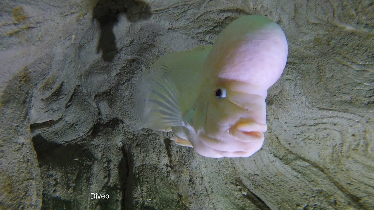 TODI Scuba Diving Belgium - YouTube