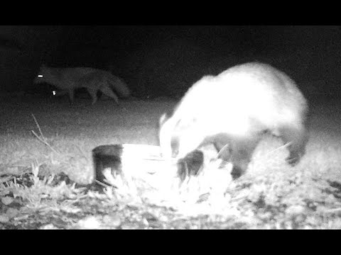 Badger and Fox Together - YouTube