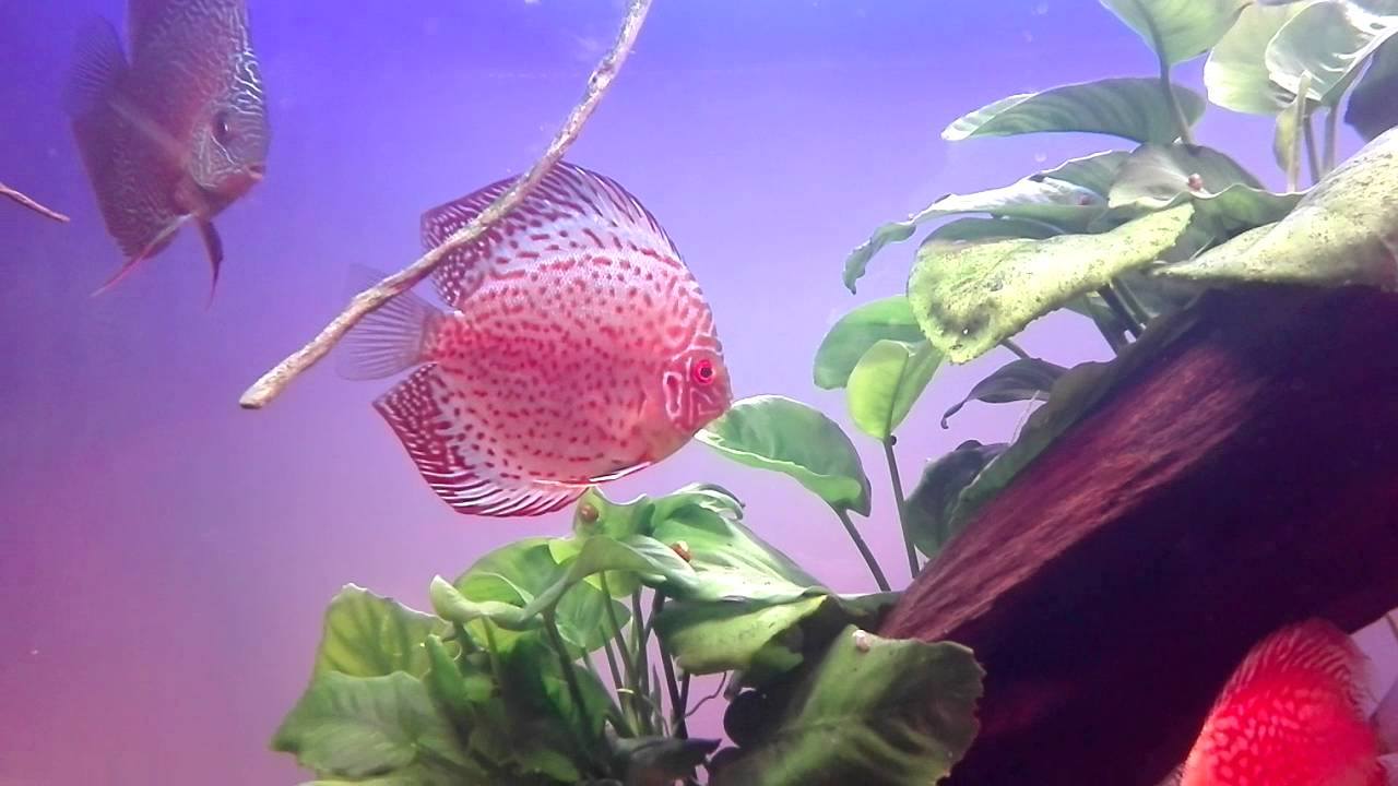 Sick discus 2 - YouTube
