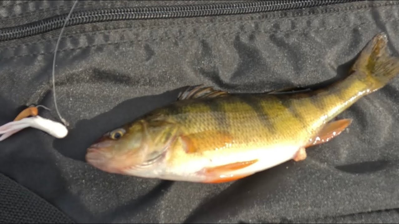 A Multi Species New Years Eve At Eleven Mile Reservoir #perch#pike# ...
