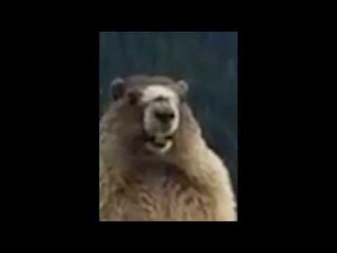 Singing Marmot