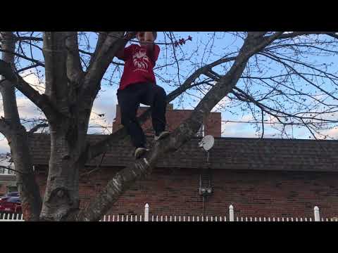 NEWS!!!! LITTLE BOY CLIMBS UP TREE!!!! WILL HE SURVIVE???!!!!