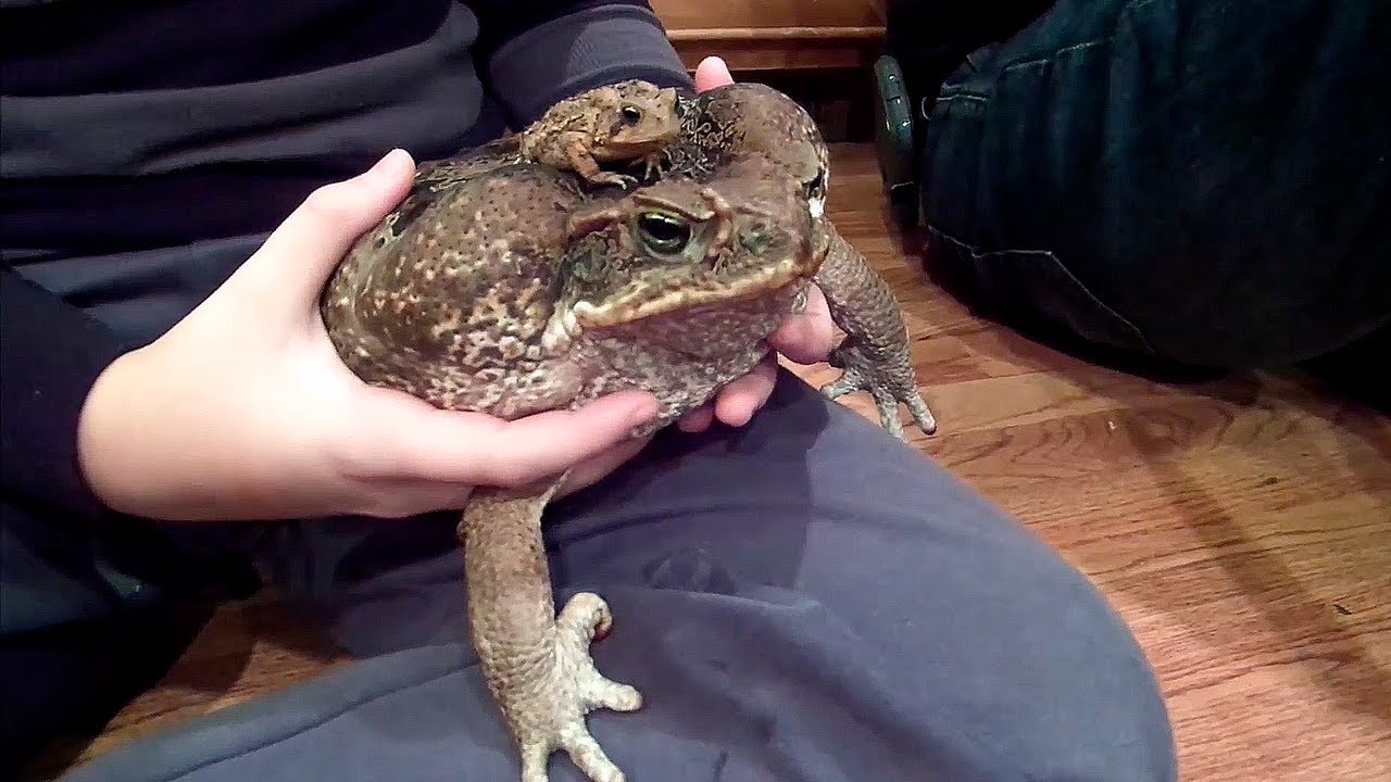 Sapos vs. Ranas: ¿Sabes cómo distinguirlos? - YouTube