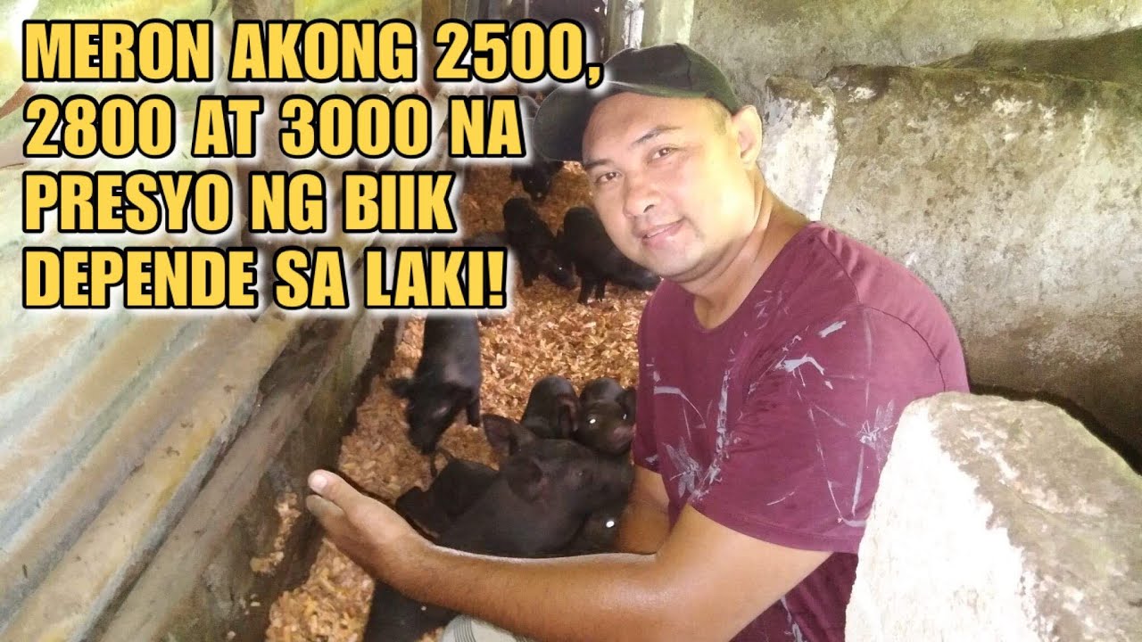 MERON AKONG 2500, 2800 AT 3000 NA PRESYO NG BIIK DEPENDE SA LAKI ...