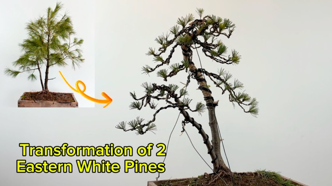 Transformation of 2 Eastern White Pines into double trunk style bonsai ...