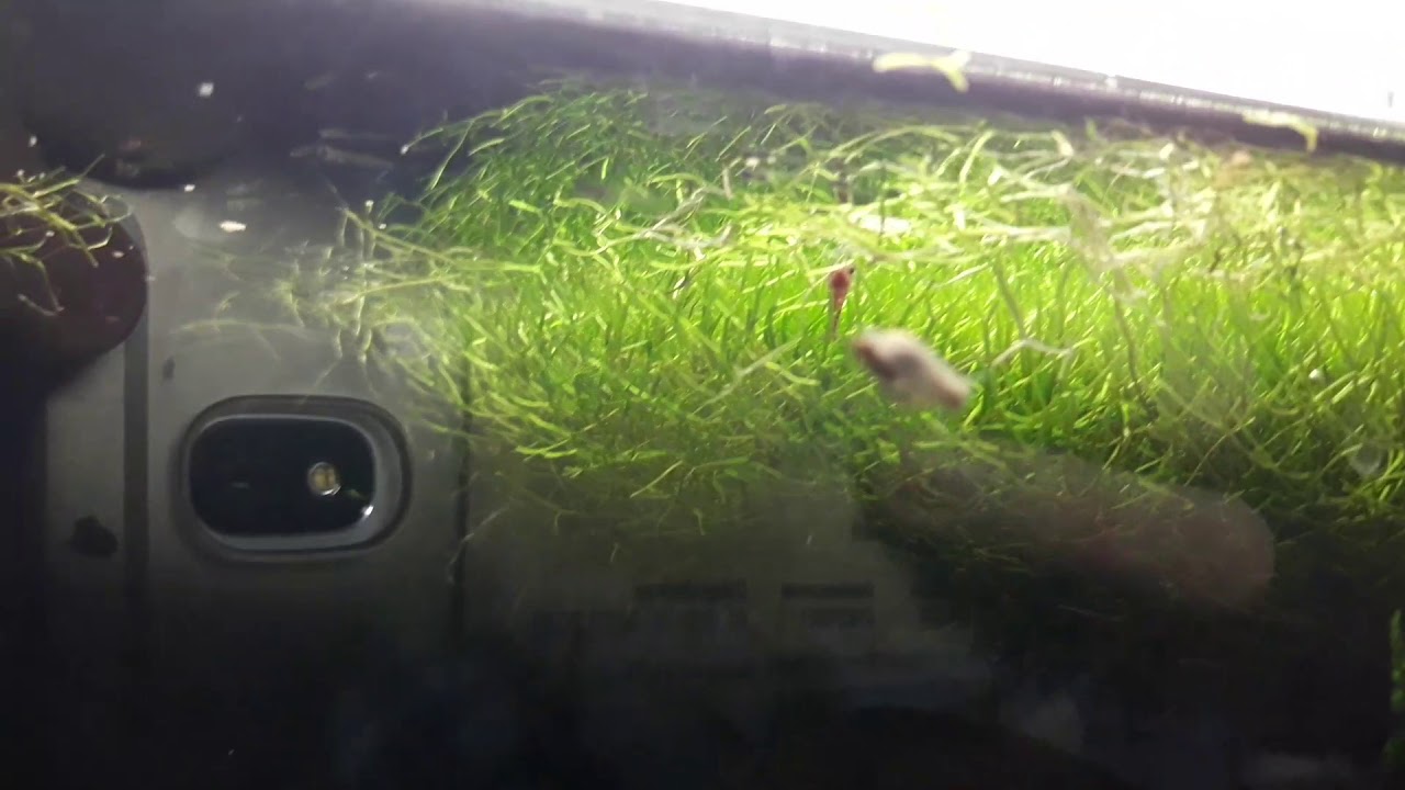(From above) 2 weeks old normans lampeye "killifish" fry - YouTube