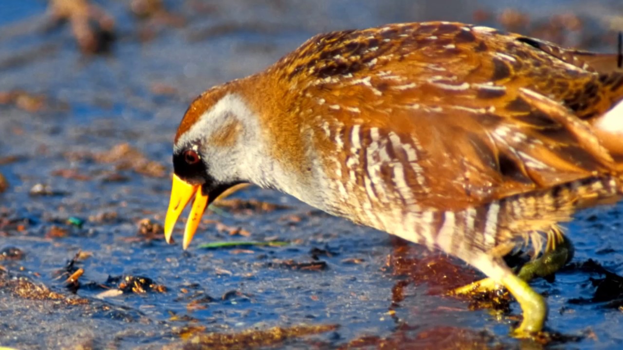 Marsh Birds - AskMDC - YouTube