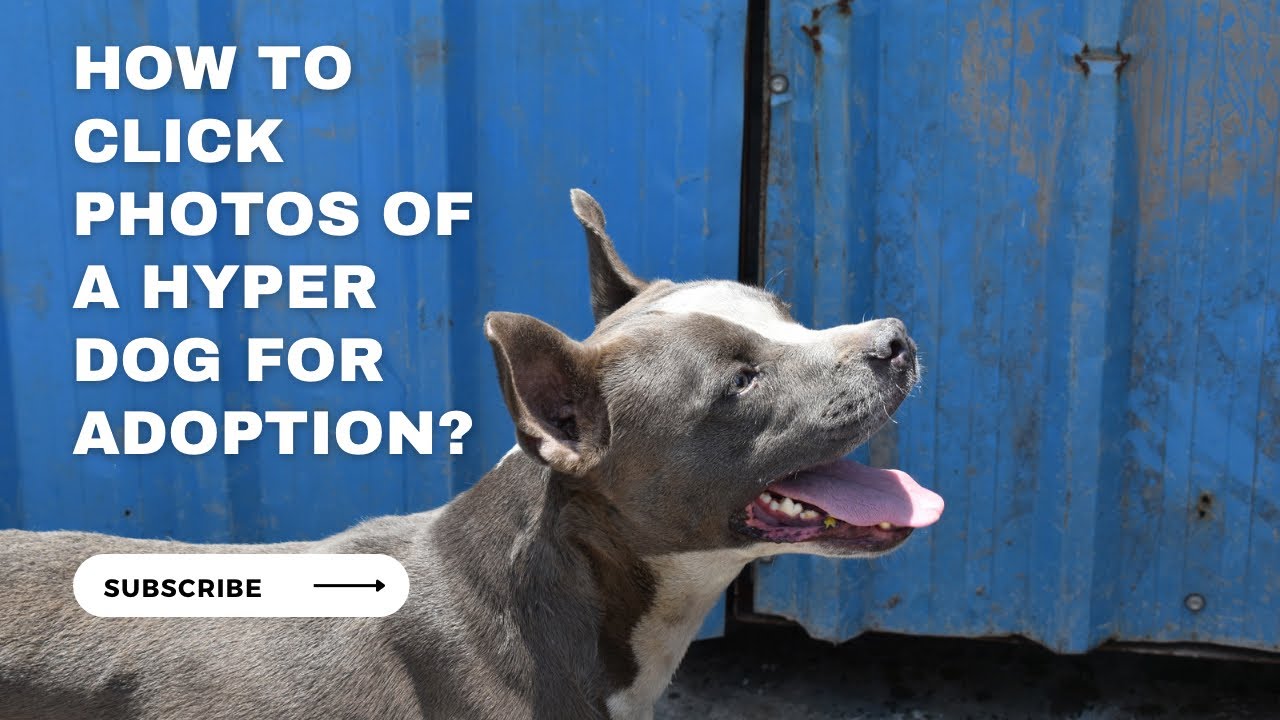 How to click photos of a hyper dog? - YouTube