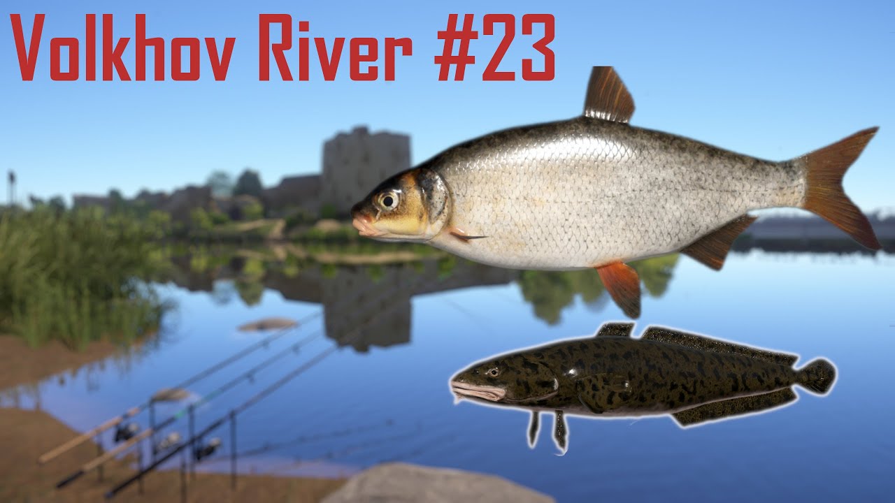 Russian Fishing 4 RF4 Volkhov - Rzeka Wołchow - vimba bream - Certa - YouTube