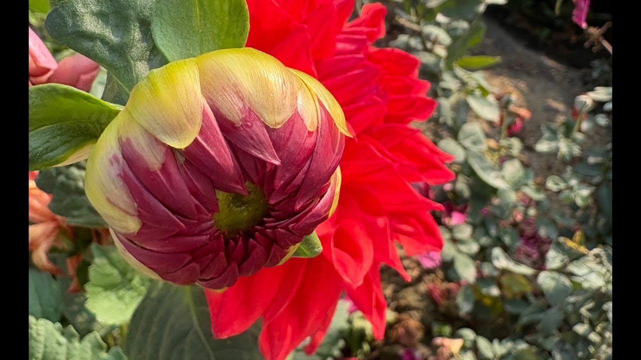 Bageecha pyaar wala beautiful flowering plants || beautiful vegetable ...