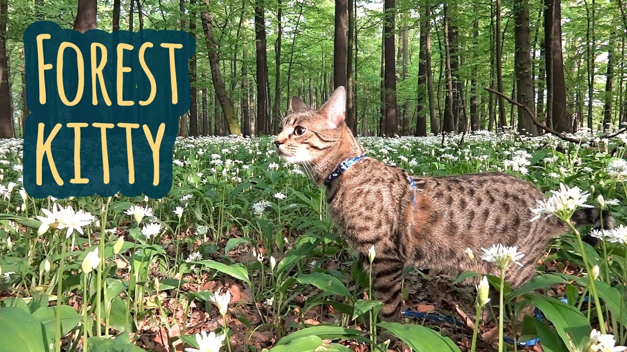 Forest kitty Jonasek - YouTube