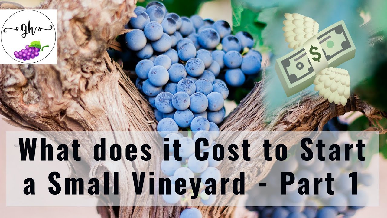 Backyard Vineyard - What Does it Cost to Start a Small Backyard ...