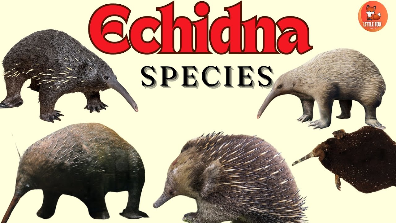 Types of Echidna Species for Kids! 🦔 #kidslearning #animals #echidna ...