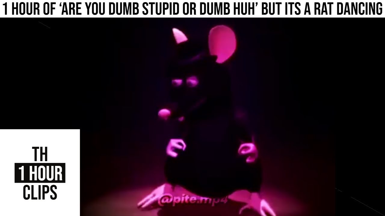 1 Hour of 'are you dumb stupid or dumb huh' but its a rat dancing - YouTube