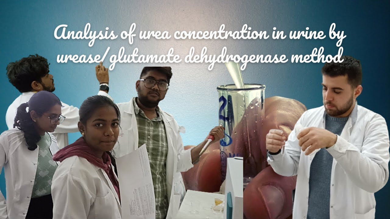 Laboratory work "Analysis of urea concentration in urine by urease/GDH ...