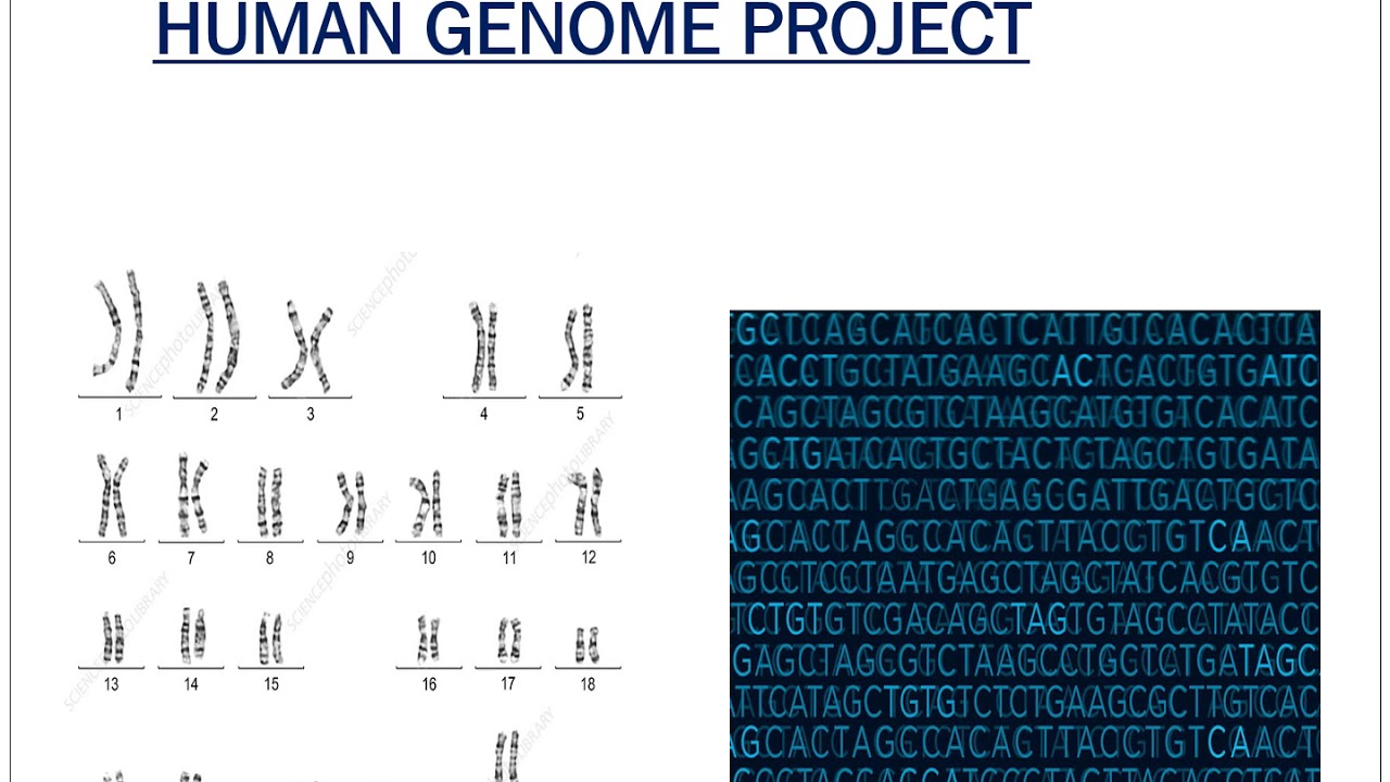 Human genome project - YouTube