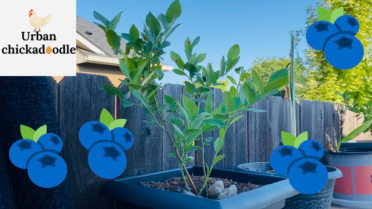 Growing Blueberry Bushes in Containers - YouTube