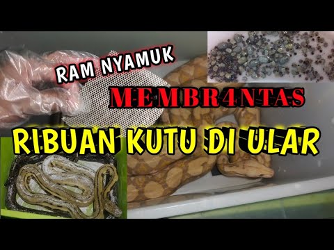 CARA MUDAH YG EFEKTIF MEMB4SMI KUTU ULAR || MENANGANI ULAR KUTUAN - YouTube