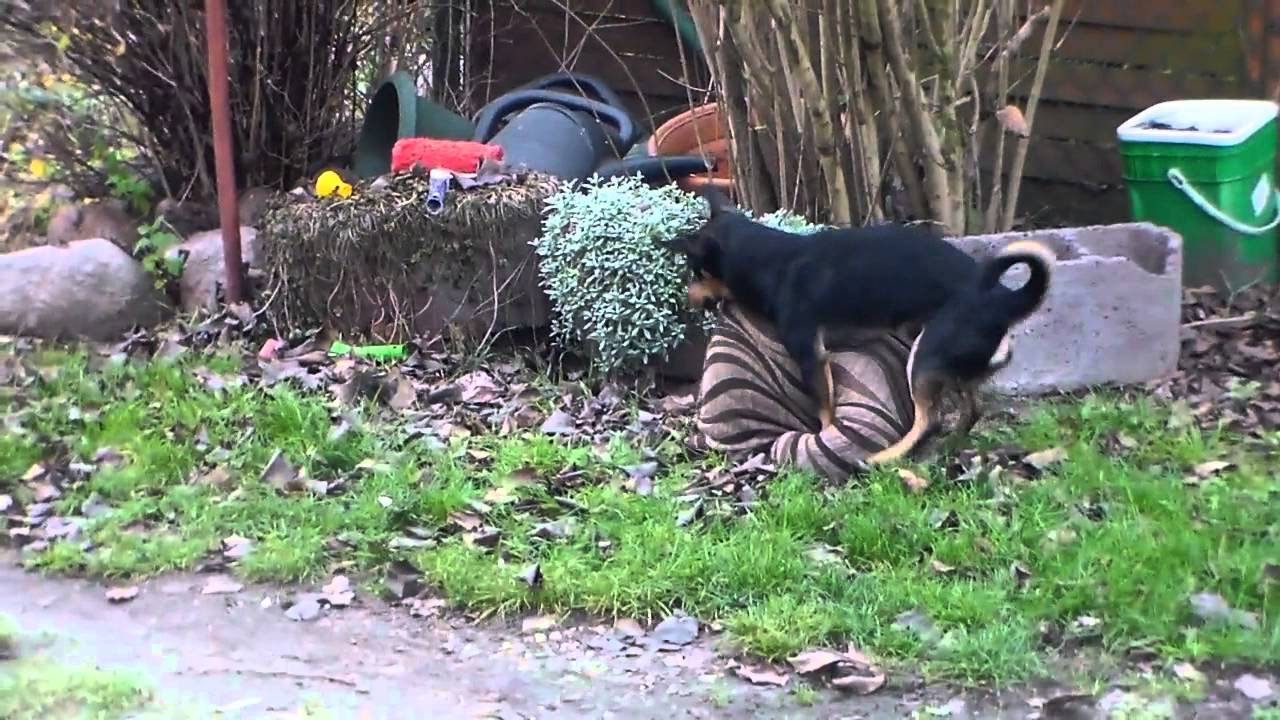 Funny DOG | DUBSTEP - YouTube