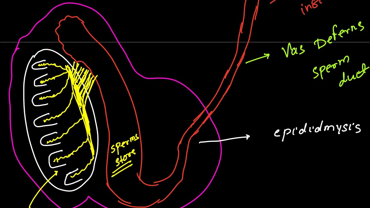 How Do Organism Reproduce || Male Reproductory System || - YouTube