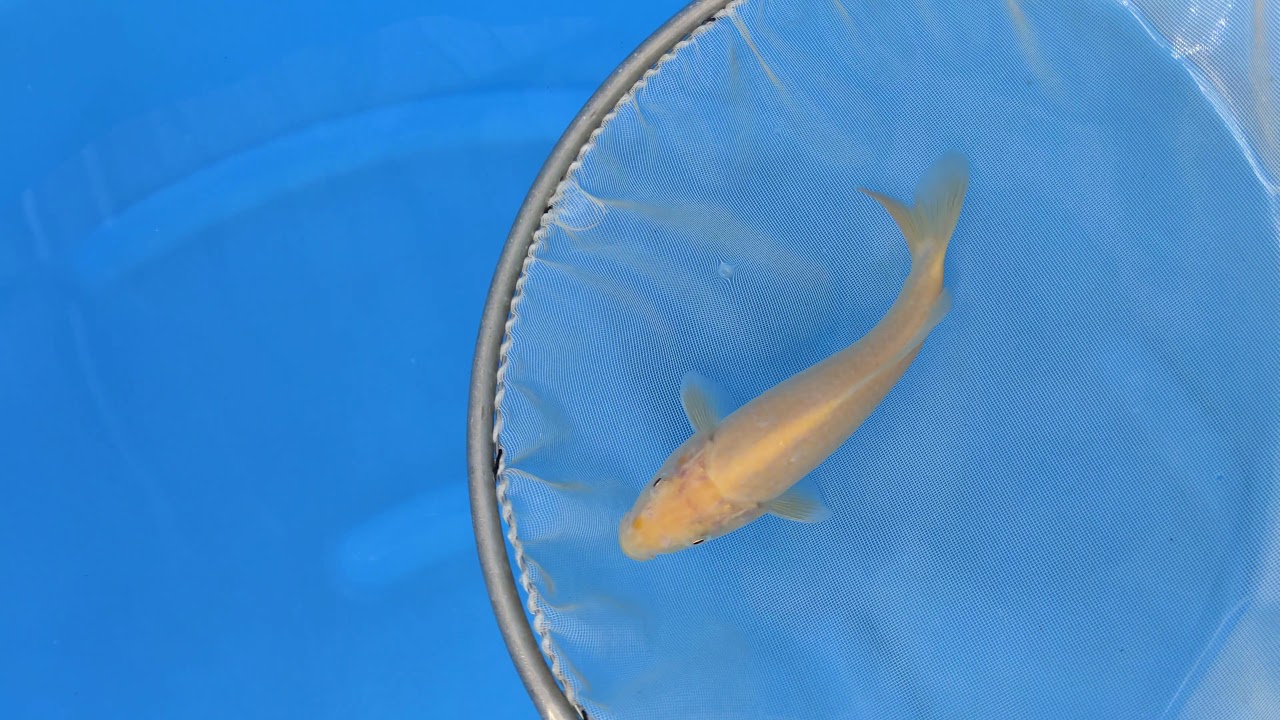 11875 Karashi Tosai Torazo Koi Farm - YouTube