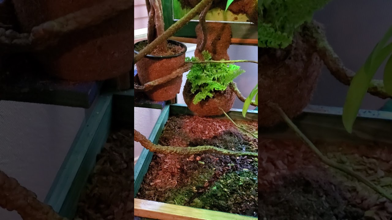 DIY Custom Chameleon Cage - YouTube