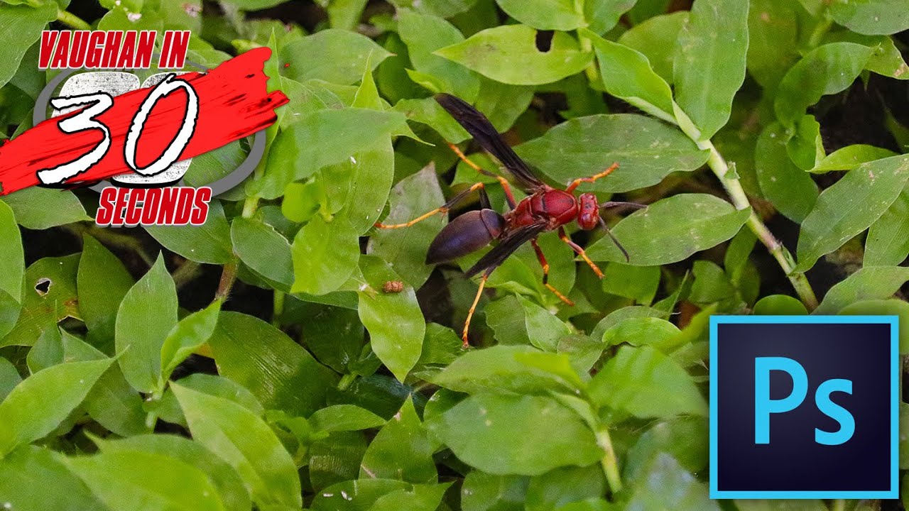 Photoshop | Isolate Layer Visibility - YouTube