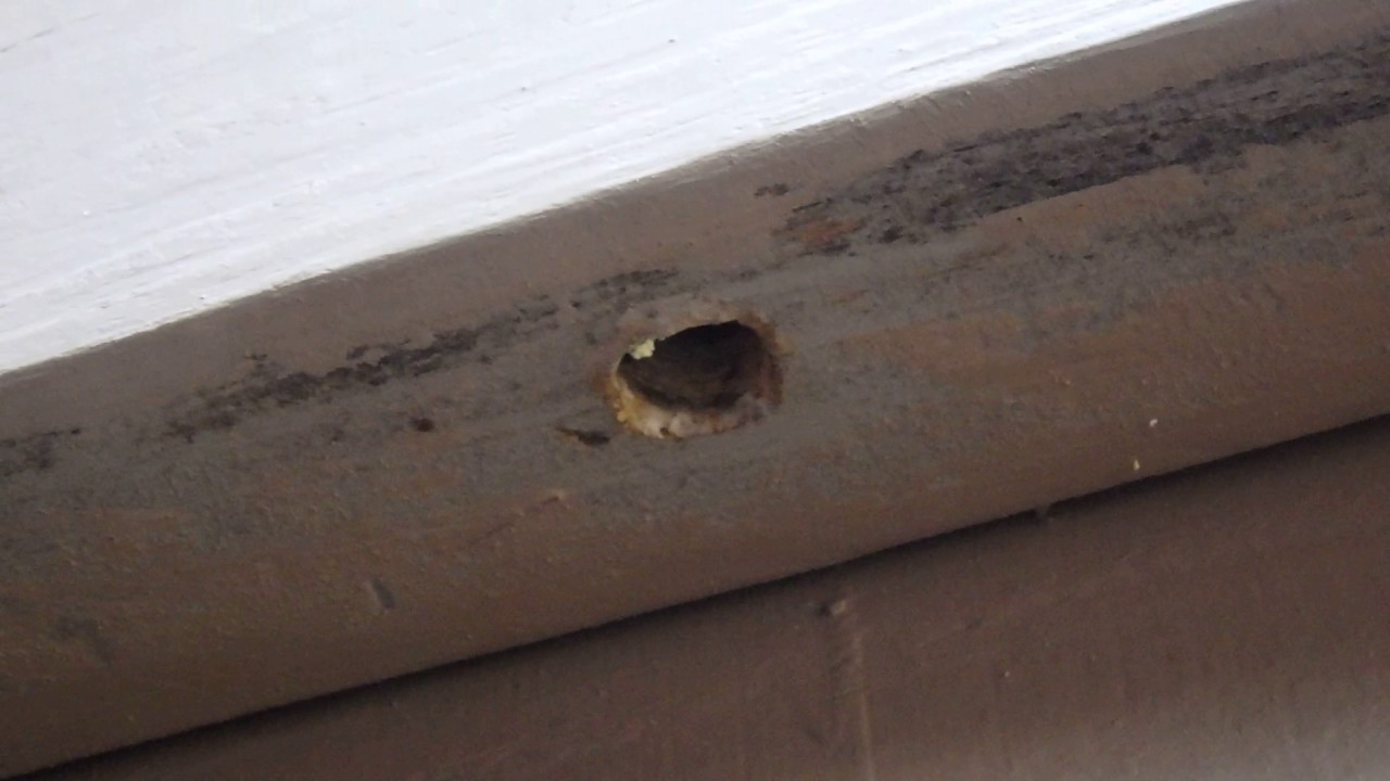 Asheville Home Inspector Shows Carpenter Bee Damage - YouTube
