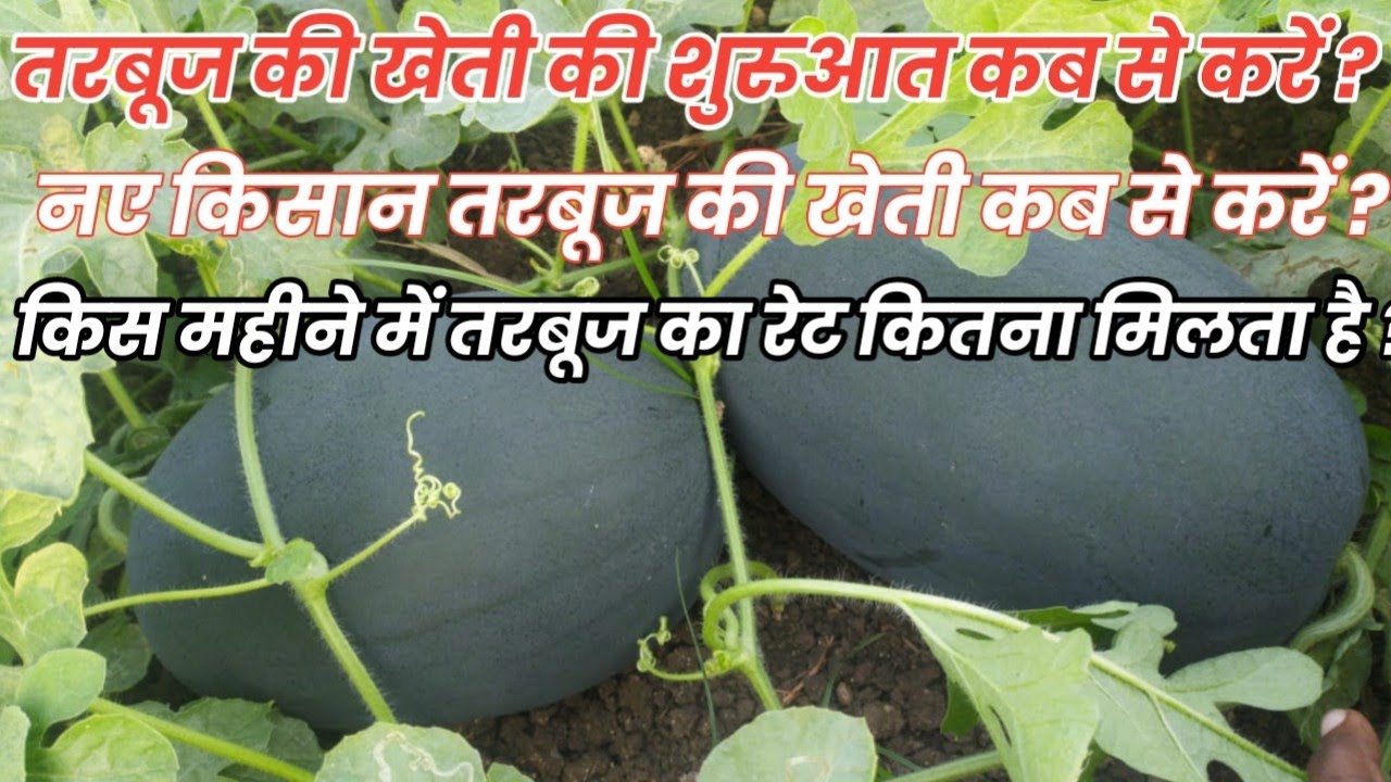 तरबूज की खेती कब करें कि मिलेगा अच्छा रेट Tarbooj ki kheti ...