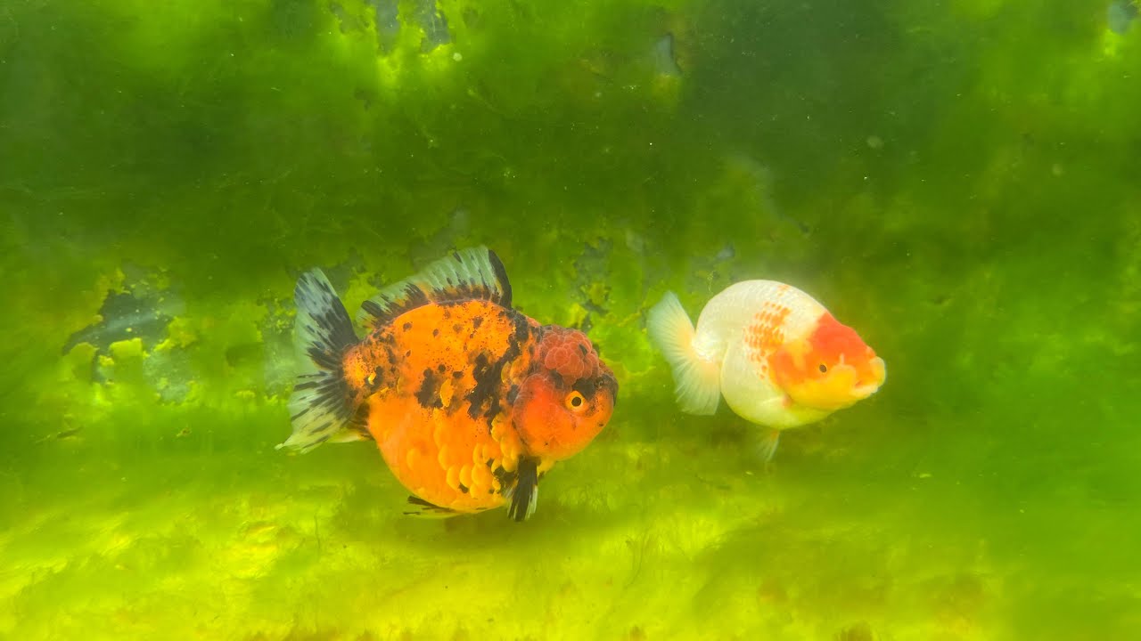 Shogun Goldfish Update, Jamir Goldfish Batangas Beach Travel - YouTube