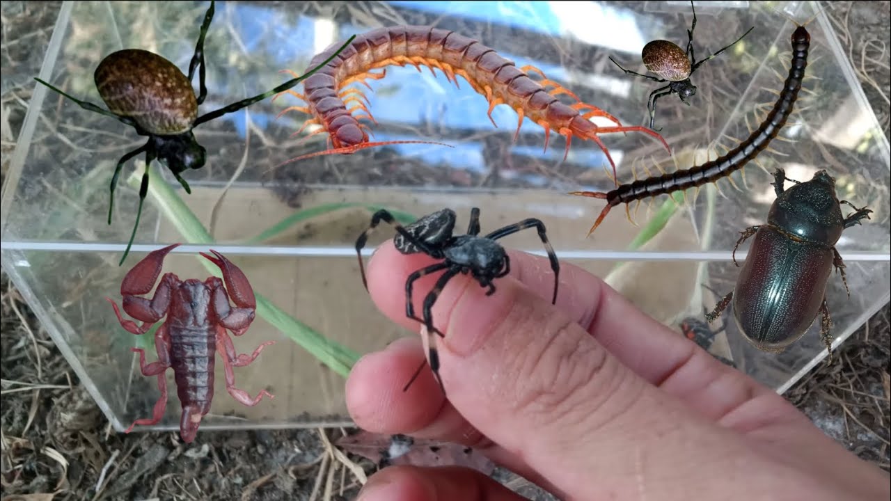 hunting centipedes, scorpions, spiders and beetles - YouTube