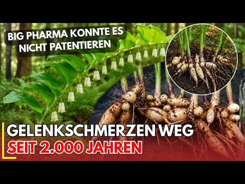 Salomonssiegel – Die vergessene Heilpflanze für Gelenke | 2000 Jahre Pflanzenwissen & Naturgeräusche
