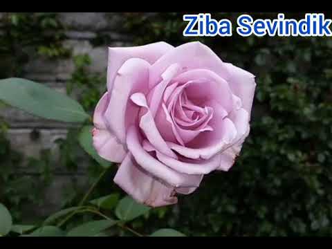 Ziba Sevindik . Canım Hardasan.
