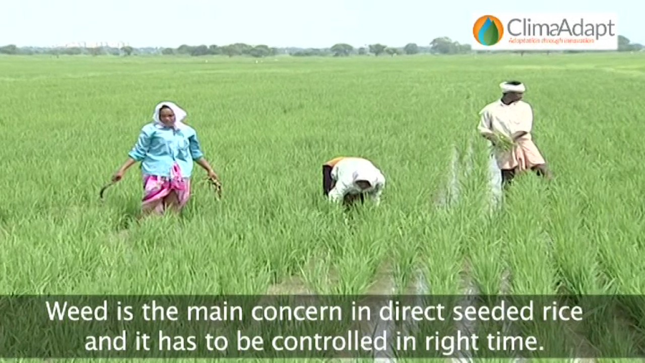 DIRECT SEEDED RICE - YouTube