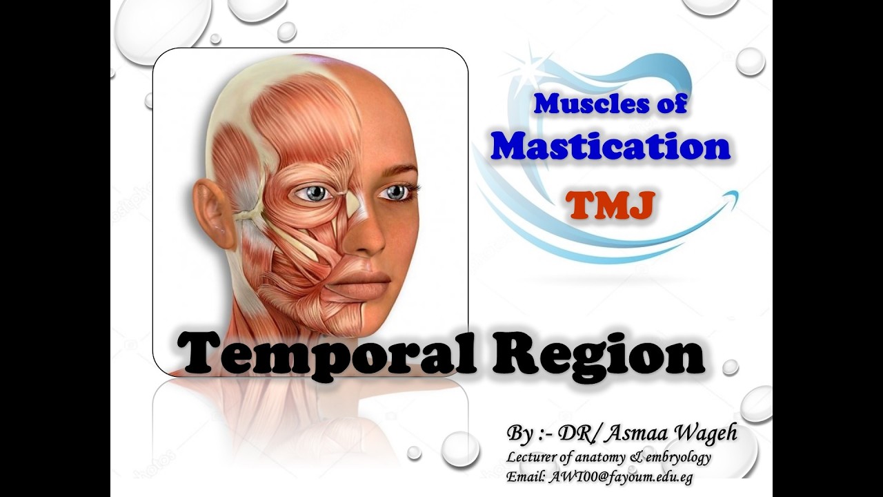 1-dental Temporal region part-1 (muscles of Mastication & TMJ) - YouTube